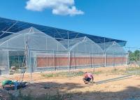 China Easy-Assembly Galvanized Poly Multi-Tunnel Green House With Heavy-Duty Plastic Cover for sale