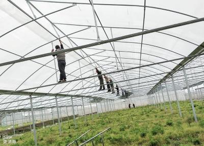 China Custom Growers Solution Commercial Polytunnel Plastic Greenhouse For Island Countries for sale