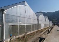 China Hot-Dipped Galvanized Multi-Span Greenhouse Structure with UV-Resistant Polyethylene Film and Automated Ventilation for sale