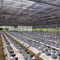 China Hot-Dipped Galvanized Multi-Span Greenhouse Structure with UV-Resistant Polyethylene Film and Automated Ventilation for sale