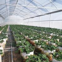 China Custom Growers Solution Commercial Polytunnel Plastic Greenhouse For Island Countries for sale