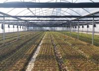 China Rustproof Galvanized Greenhouse With Anti-Hail Plastic Film For Harsh Climates for sale