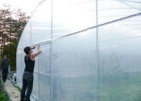 China Single Tunnel Agriculural Greenhouses Polytunnel Berry Greenhouse for sale