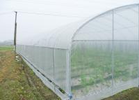 China Single Tunnel Agriculural Greenhouses Polytunnel Berry Greenhouse for sale
