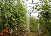 China Easy Installation Poly Tunnel Gardening  For Vegetables / Flowers Growing Or Seeding for sale