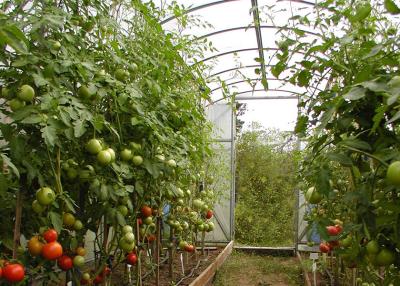 China Easy Installation Poly Tunnel Gardening  For Vegetables / Flowers Growing Or Seeding for sale