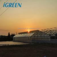 China Commercial Tropical Roof Vent Single-span Large Greenhouses Hot Dipped Galvanized Steel Film Cover for Tomato Lettuce Pepper for sale