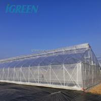 China Commercial Tropical Roof Vent Single-span Large Greenhouses Hot Dipped Galvanized Steel Film Cover for Tomato Lettuce Pepper for sale