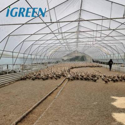 China Steel Single-Span Small Greenhouse with PE Film Cover for Ducks or Chickens for sale