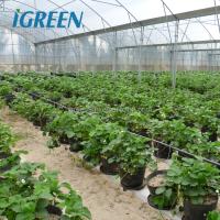 China 2m Column Commercial Vegetable Greenhouse with Rain Gutter for sale