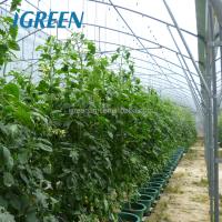 China 2m Column Commercial Vegetable Greenhouse with Rain Gutter for sale