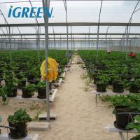 China 2m Column Commercial Vegetable Greenhouse with Rain Gutter for sale