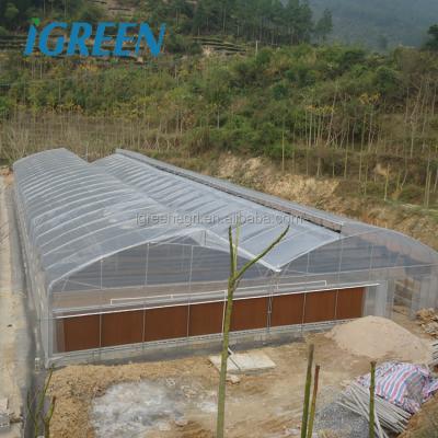 China Agricultural Vegetable Single-Span Large Greenhouses with PE Film Hot Dipped Galvanized Steel Structure Irrigation System Fujian for sale