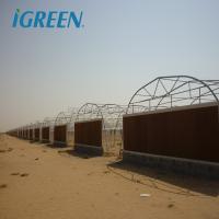 China Low Cost Metal Frame Greenhouse for Vegetable Growing for sale