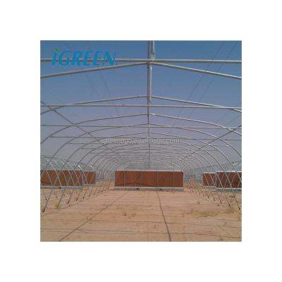 China Low Cost Metal Frame Greenhouse for Vegetable Growing for sale