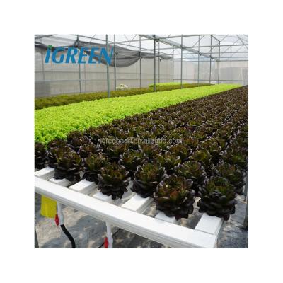 China Commercial NFT Hydroponic Equipment System Single Layer for Herbs&Vegetables for sale