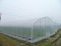 China IGreen Small Single Span Greenhouses Plastic Film Agricultural Greenhouses for sale