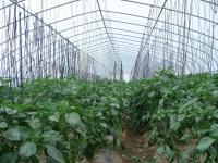 China IGreen Small Single Span Greenhouses Plastic Film Agricultural Greenhouses for sale