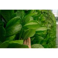 China IGreen New Designed Wall Type Hydroponic Vertical Growing Systems for sale