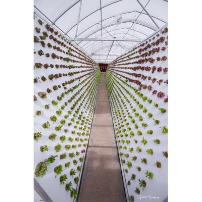 China IGreen New Designed Wall Type Hydroponic Vertical Growing Systems for sale