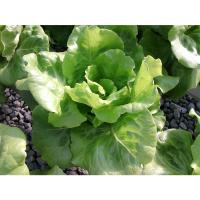 China Garden Hydroponic Intelligent Vertical Farming Home Hydroponic Growing System for sale
