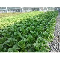 China Garden Hydroponic Intelligent Vertical Farming Home Hydroponic Growing System for sale