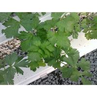China Garden Hydroponic Intelligent Vertical Farming Home Hydroponic Growing System for sale