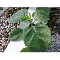 China Garden Hydroponic Intelligent Vertical Farming Home Hydroponic Growing System for sale
