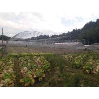 China IGreen Low Cost Single-Span Small Agricultural Greenhouse with Film Cover for Vegetables for sale