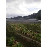 China IGreen Low Cost Single-Span Small Agricultural Greenhouse with Film Cover for Vegetables for sale