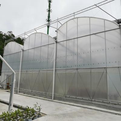China IGreen Tunnel Strawberry Greenhouses for Sale Price of M2 Agricultural Greenhouse for sale