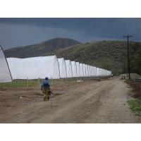 China IGreen Strawberry Greenhouse with Hot Dipped Galvanized Steel Pipe and Customized Length Covered by 150/200micron Plastic Film for sale