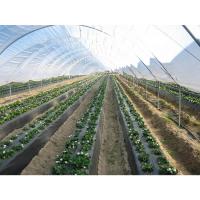 China IGreen Strawberry Greenhouse with Hot Dipped Galvanized Steel Pipe and Customized Length Covered by 150/200micron Plastic Film for sale