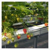 China Vertical Strawberry Growing Trough with Galvanized Steel Plate and Drip Irrigation System for Customizable Hydroponic Cultivation for sale