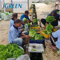 China Large Single Layer PE/PVC Multi-Span Agricultural Greenhouse with Flat NFT Lettuce Hydroponic System for sale