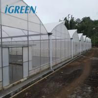 China Large Single Layer PE/PVC Multi-Span Agricultural Greenhouse with Flat NFT Lettuce Hydroponic System for sale