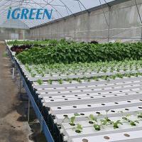 China Large Single Layer PE/PVC Multi-Span Agricultural Greenhouse with Flat NFT Lettuce Hydroponic System for sale