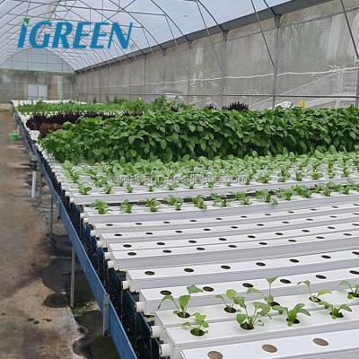 China Large Single Layer PE/PVC Multi-Span Agricultural Greenhouse with Flat NFT Lettuce Hydroponic System for sale