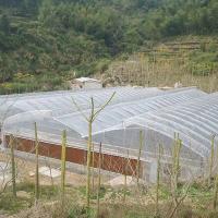 China Large Single Layer PE Film Multi-Span Agricultural Greenhouse Metal Frame Cold Frame for sale