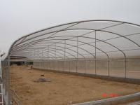 China Fiberglass Sheets PE Single Layer Large Multi-Span Agricultural Greenhouses for Gulf Countries Conservatory Use for sale