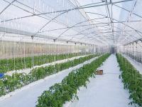 China Tomato and Strawberry Large Single Layer Multi-Span Agricultural Greenhouse Turnkey Project with PE Film Cover Green Brand for sale