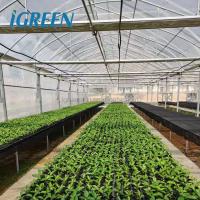 China Large Single Layer Multi-span Agricultural Greenhouses with PE Film Cover for Plant Growth for sale