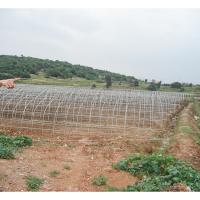 China Agricultural Single-Span Tomato Greenhouse Frame PE Plastic Film for Plant Growth for sale