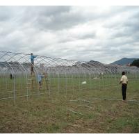 China Agricultural Single-Span Tomato Greenhouse Frame PE Plastic Film for Plant Growth for sale