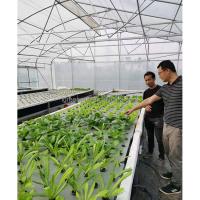 China IGreen Small Tropical Agricultural Vegetable Tunnel Greenhouse 150/200micron PE Plastic Film Single-Span Design for Hot Weather for sale