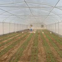 China IGreen Small Single Layer Agricultural Greenhouse with Film Cover for Middle East & Gulf Countries and Desert Climate for sale