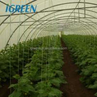 China Single-Span PE PC Sheet Greenhouse for Hot & Arid Regions-Heat-Resistant Agricultural Greenhouse for sale