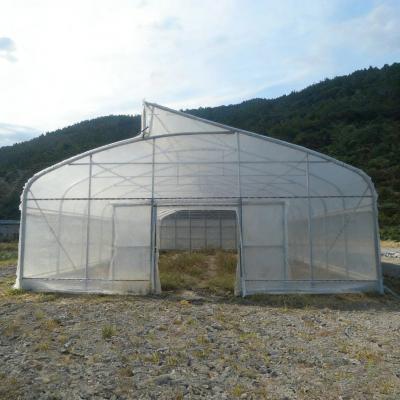 China 200 Micron Film Greenhouse 60mm Hot Dip Galvanized Round Pipe Roof Fixed Window Insect Net for Tropical High Temp Humid Area for sale