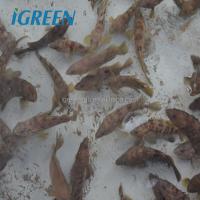 China Indoor Fish & Shrimp Recirculating Aquaculture System IGreen IGRAS Model 15-300cbm/h Capacity for sale