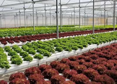 China Flat High Density Nft Grow System Nutrient Film Technique Hydroponic System for sale